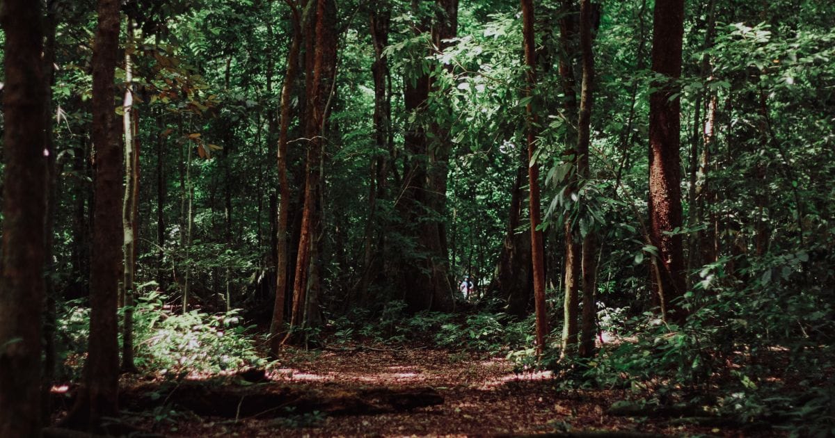 AI-enabled forest monitoring: A new tool for combating deforestation