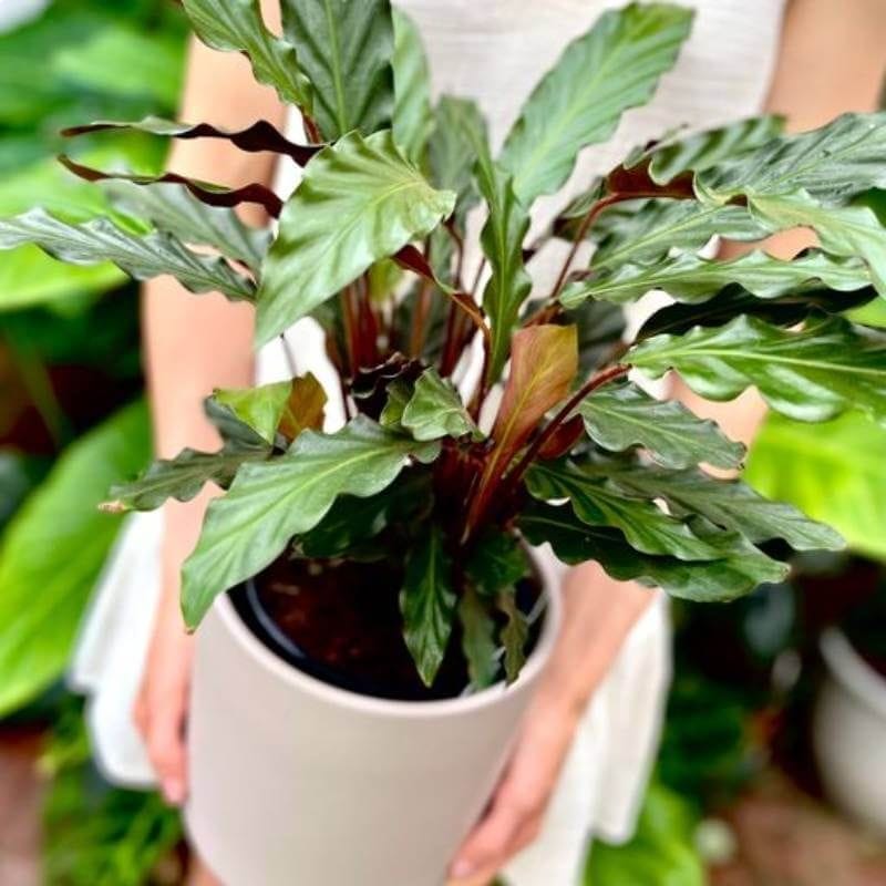 Furry Feather Calathea - The Indoor Plant Co Plant Care Guide