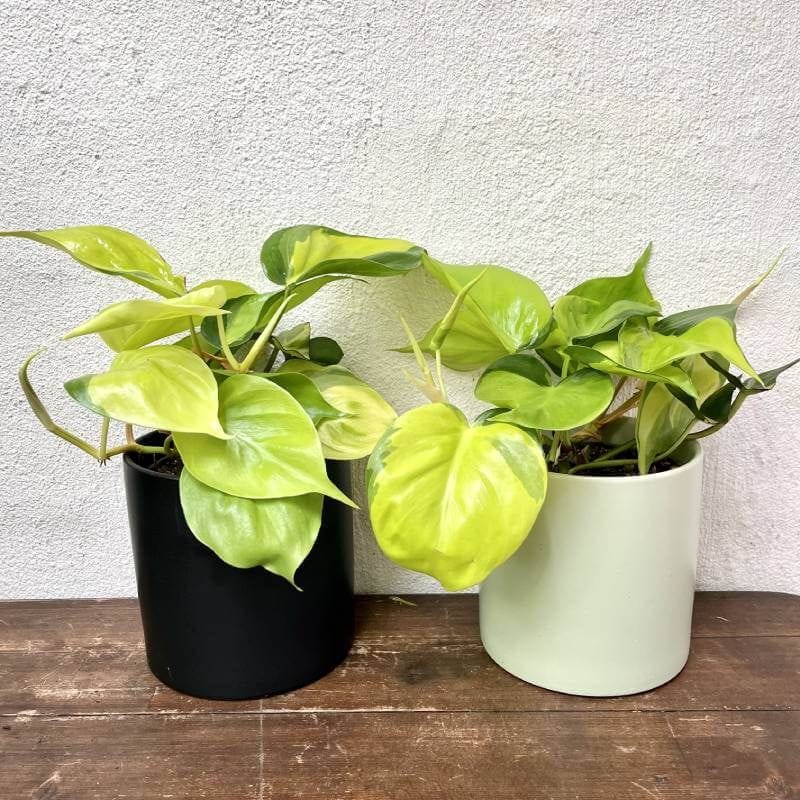 Variagated Sweetheart Vine - The Indoor Plant Co Plant Care Guide