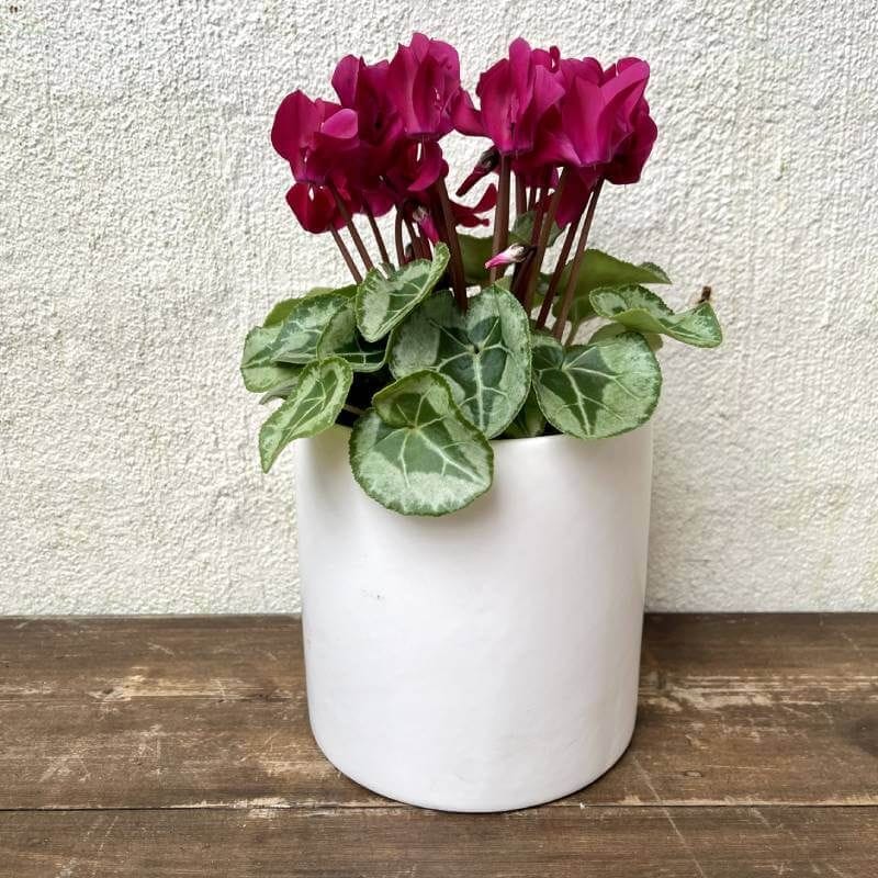 Cyclamen - The Indoor Plant Co Care Guide