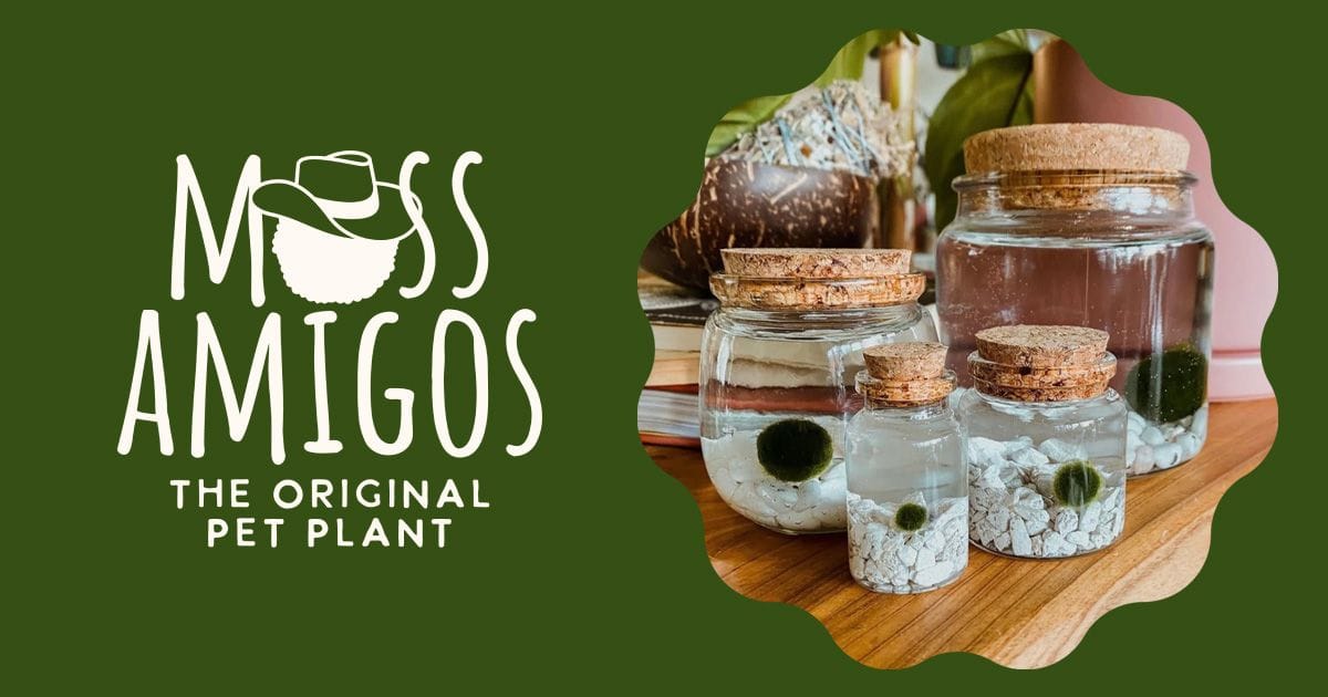 Moss Amigos Care Guide | How To Care For Your Moss Ball Pet