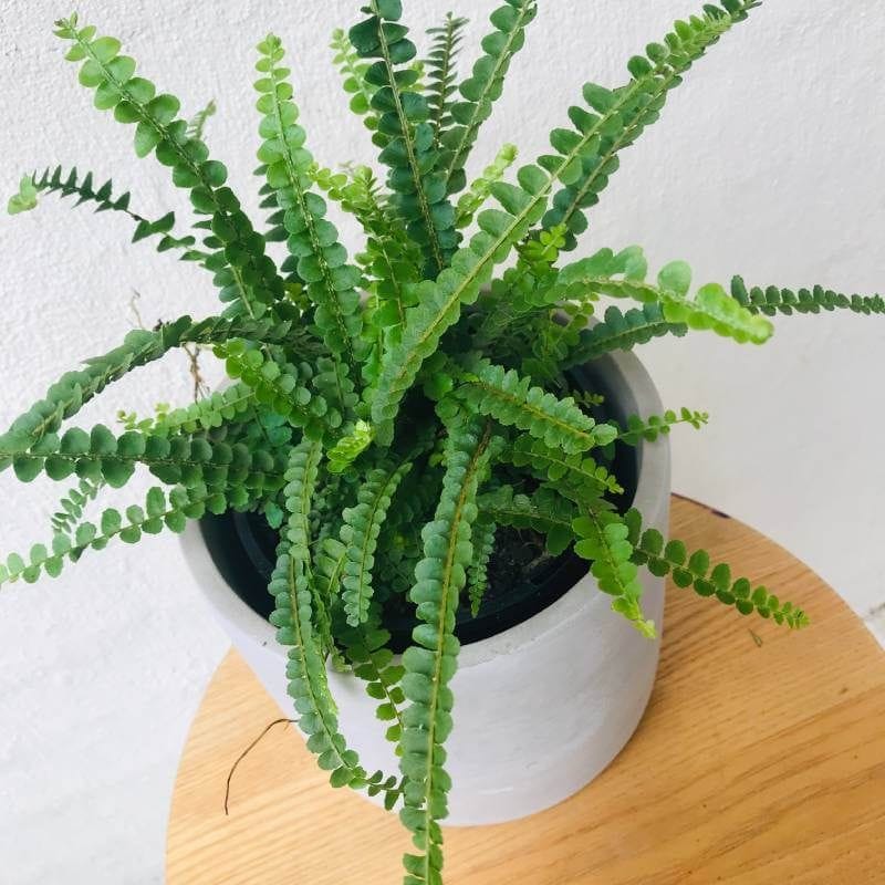 Fern Duffi - The Indoor Plant Co Plant Care Guide